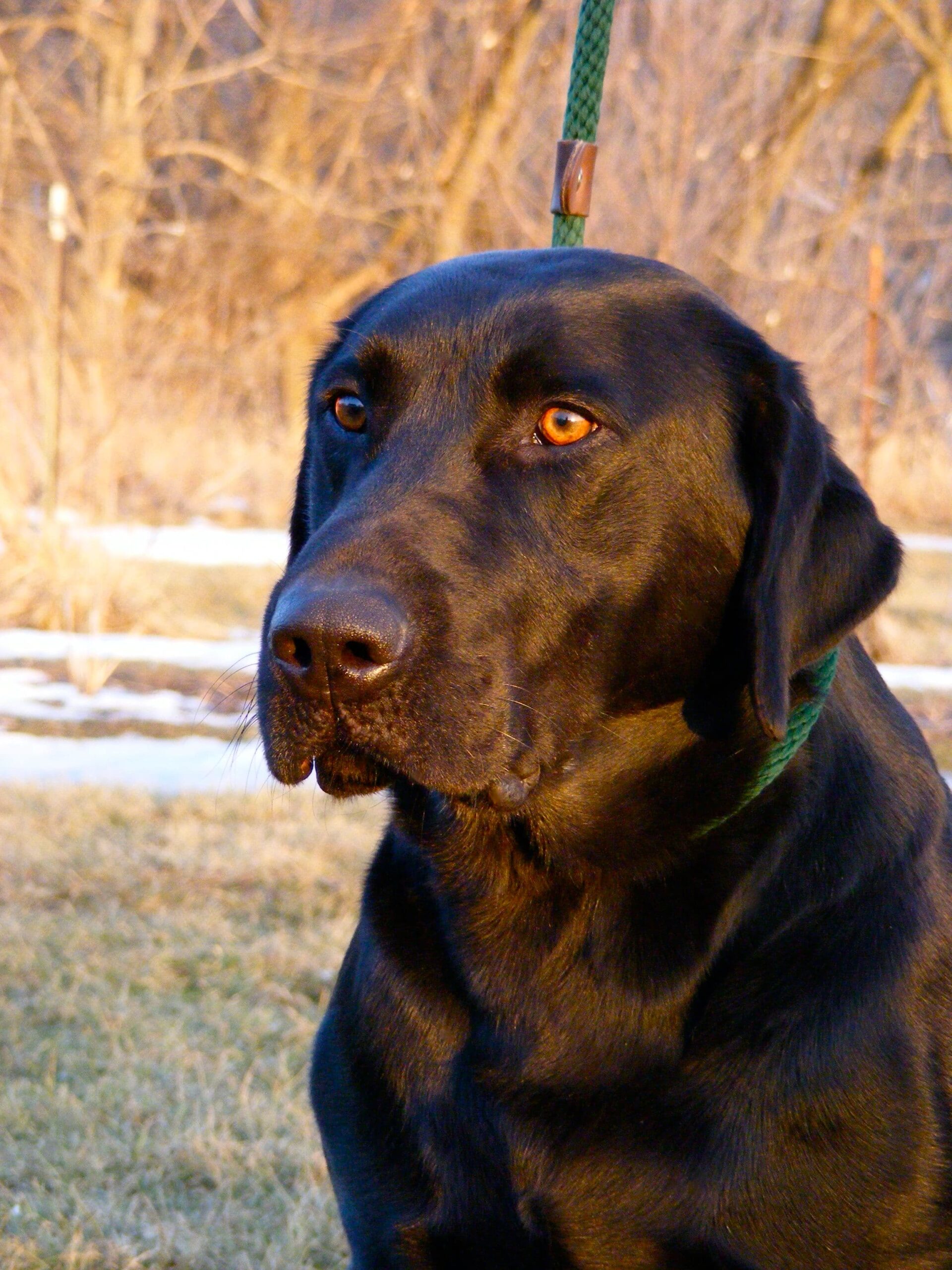 Home - Wisconsin Labradors